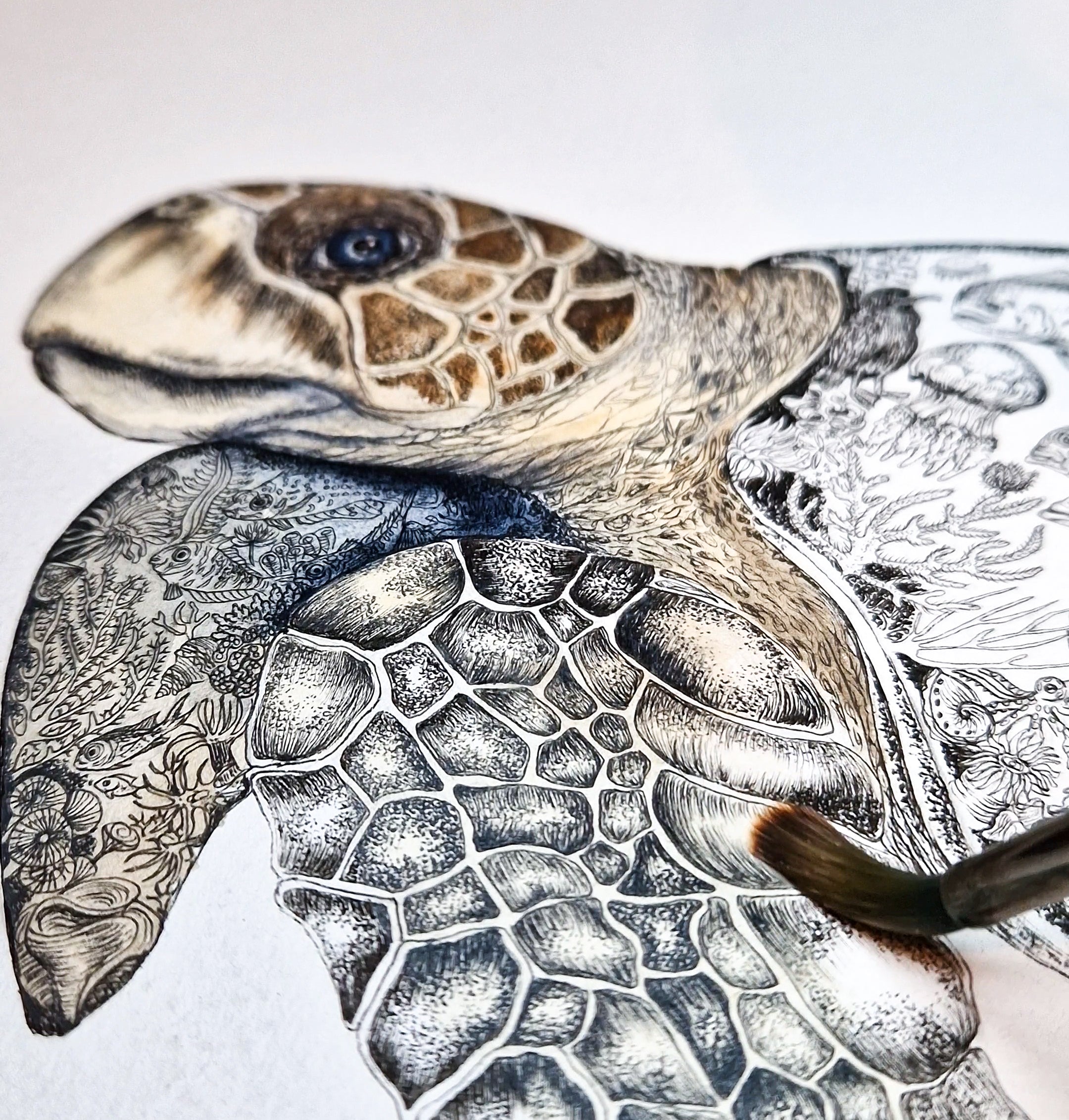 Rambo the Loggerhead Turtle – Rachel Brooks Art