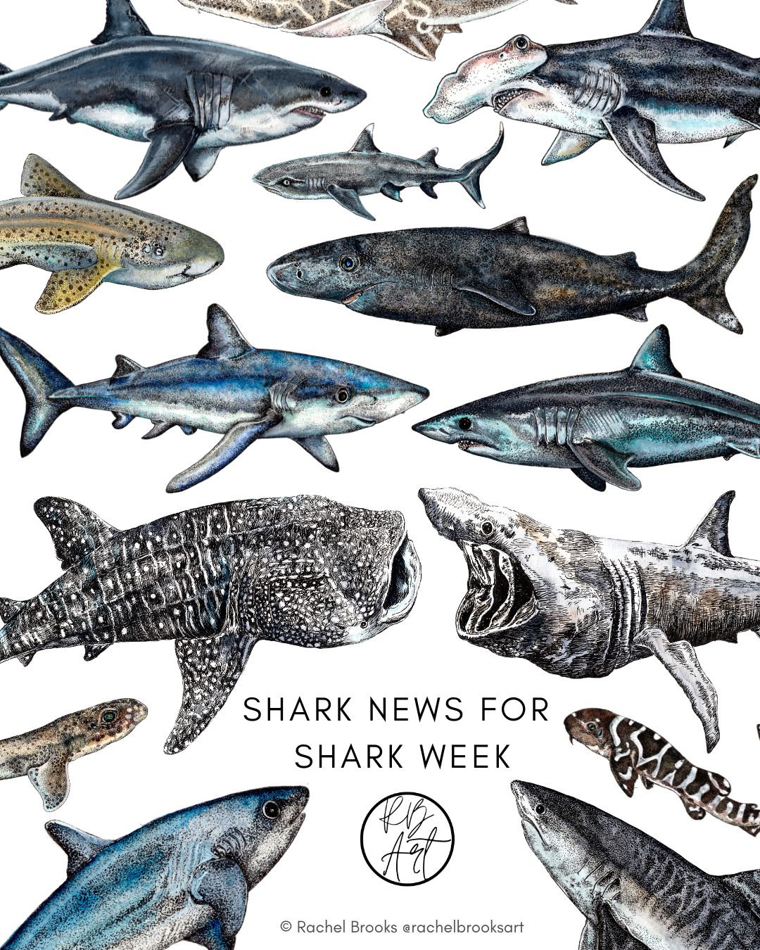 Shark News for Shark Week! – Rachel Brooks Art