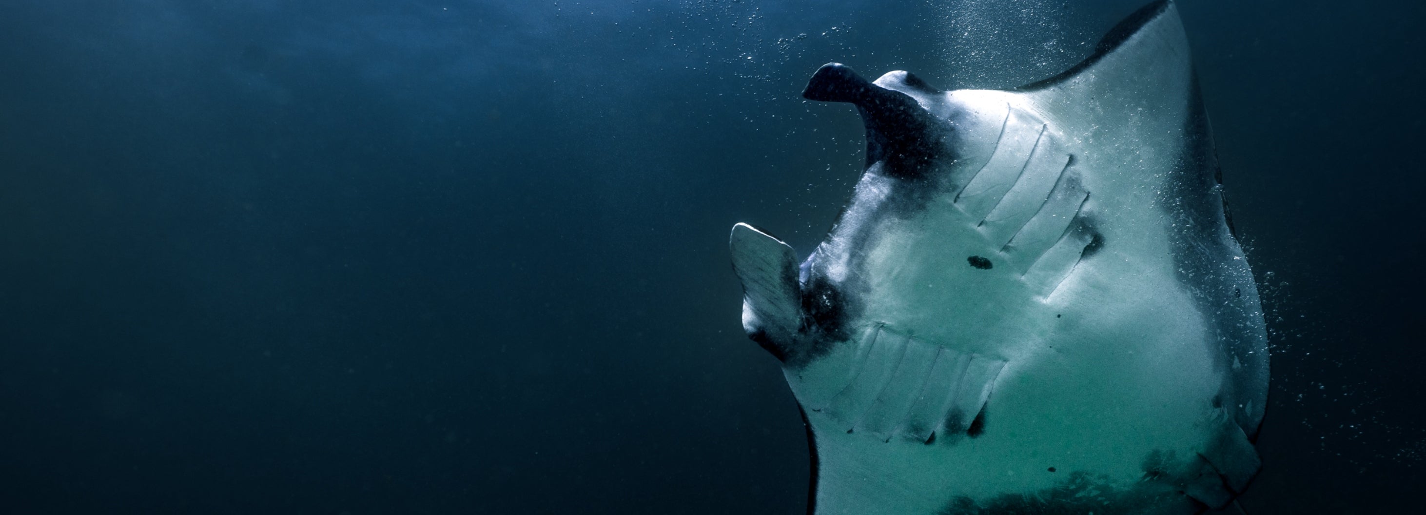 Manta Ray Collection – Rachel Brooks Art