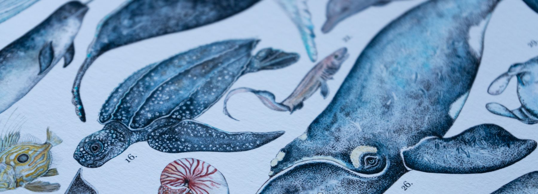 Scientific Illustration Art Prints – Rachel Brooks Art