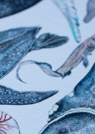 Scientific Illustration Art Prints – Rachel Brooks Art