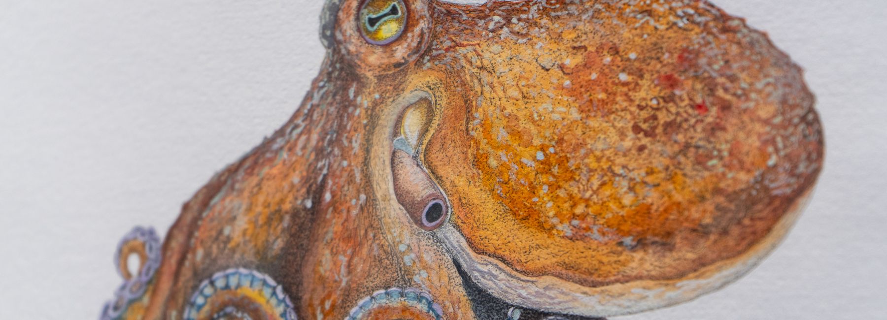 Cephalopod Collection – Rachel Brooks Art