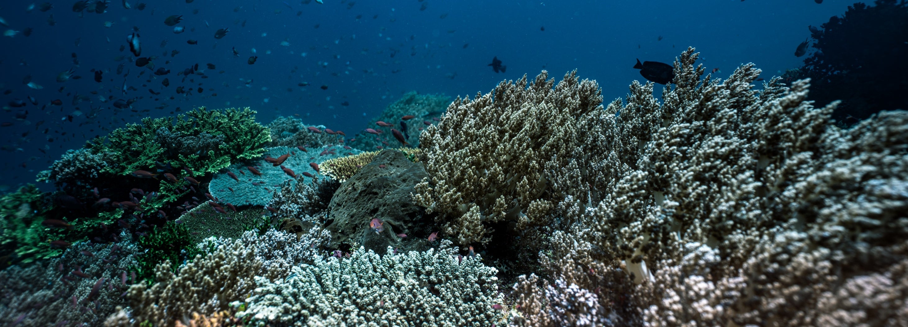 Reef Collection – Rachel Brooks Art