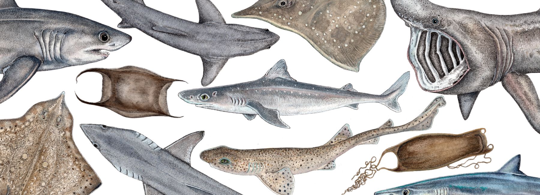 Scotland's Sharks Rays & Skates – Rachel Brooks Art