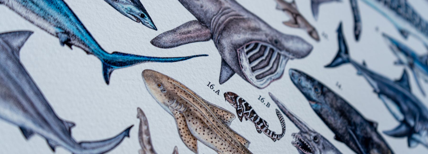 Shark Collection – Rachel Brooks Art