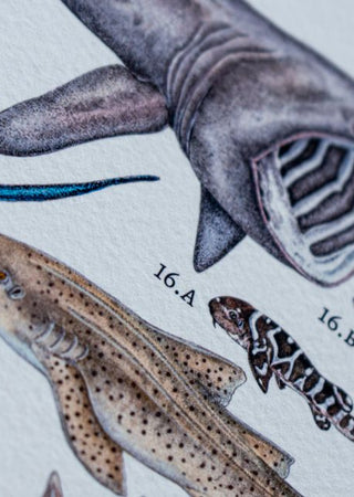 Shark Collection – Rachel Brooks Art