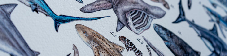 Shark Collection – Rachel Brooks Art