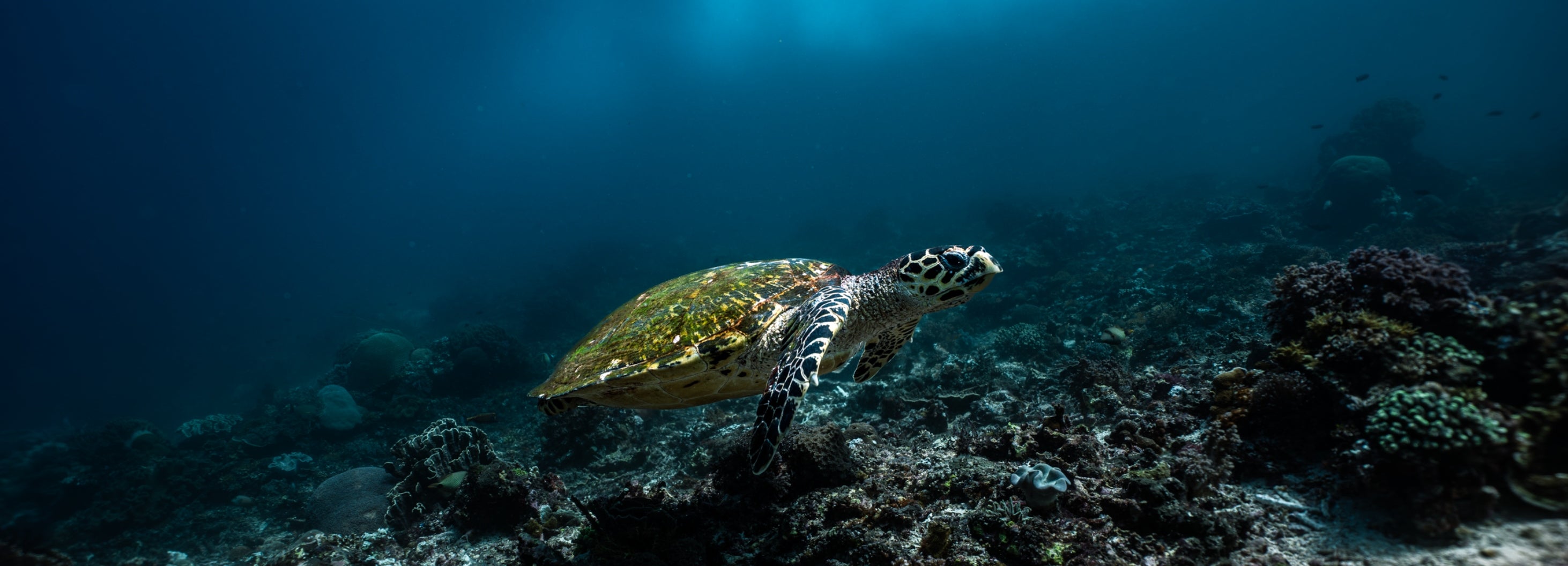 Turtle Collection – Rachel Brooks Art