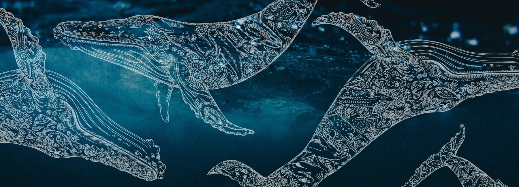 Whale Collection – Rachel Brooks Art