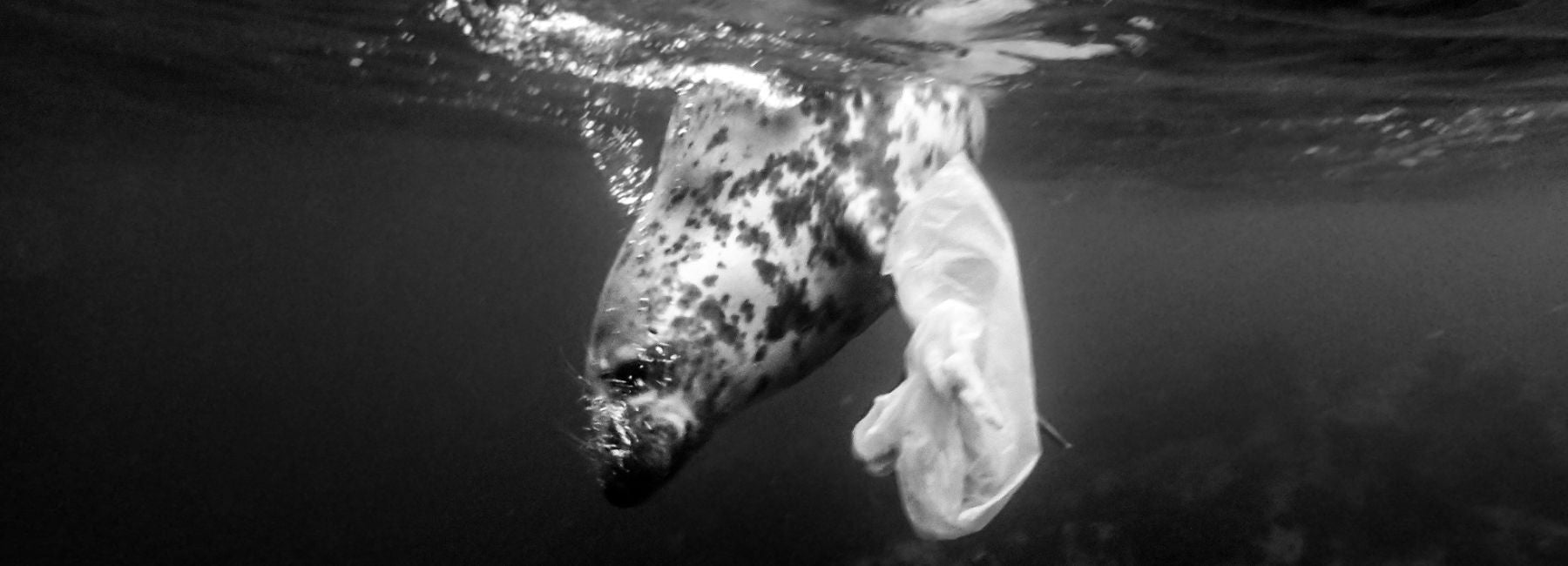 Artivism – Rachel Brooks Art