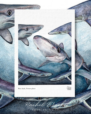 Shark Collection – Rachel Brooks Art
