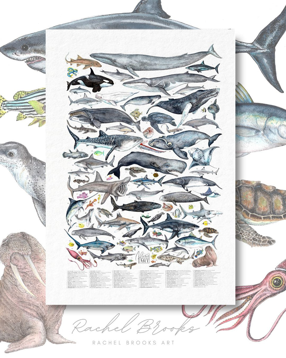 Ocean Life, Marine Species - Large Giclée Print – Rachel Brooks Art