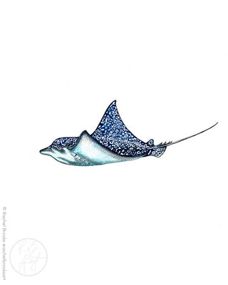 Scientific Illustration Art Prints – Rachel Brooks Art