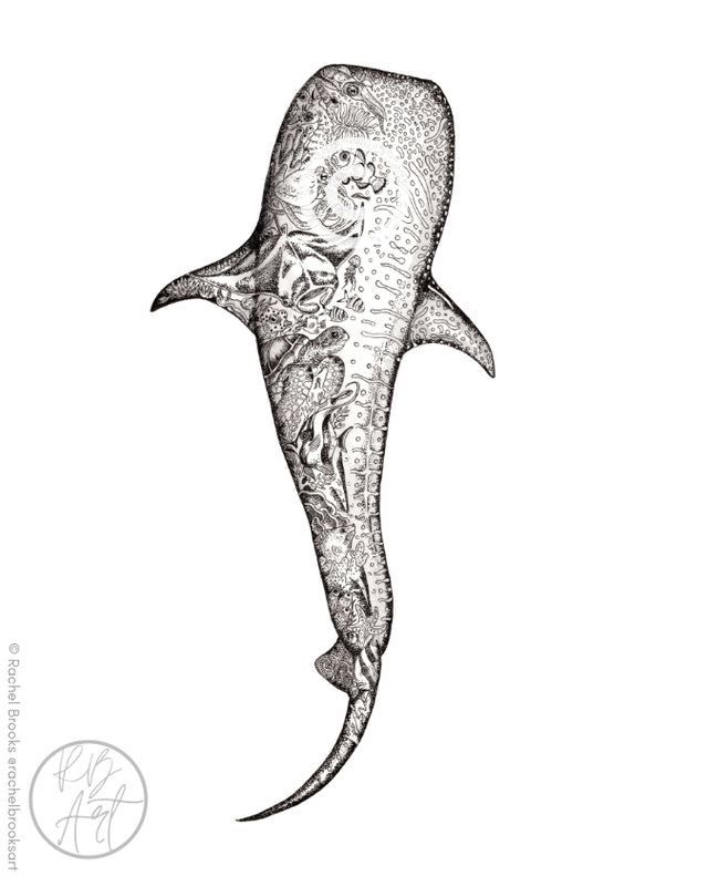 Whale Shark - Art Print – Rachel Brooks Art